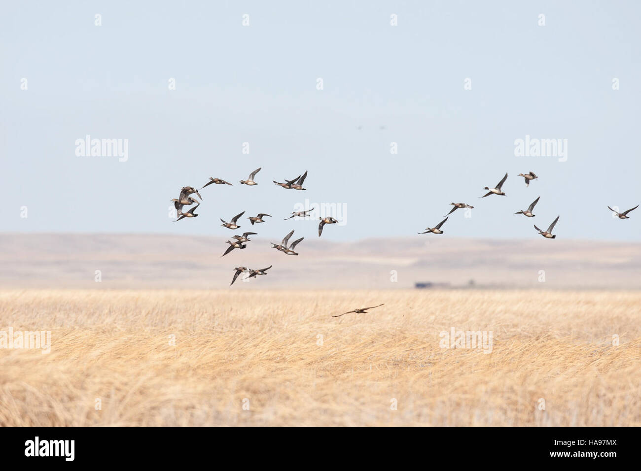The photograph captures waterfowl in flight, showcasing their natural ...