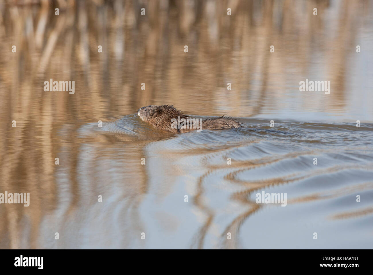 This image captures a muskrat swimming in a serene environment ...