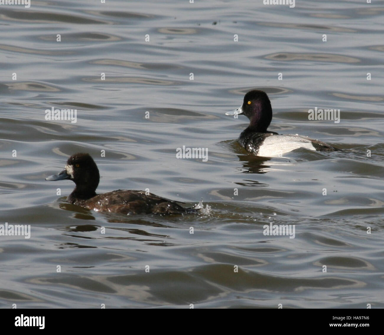 This image features a pair of Lesser Scaup, a species of diving duck ...