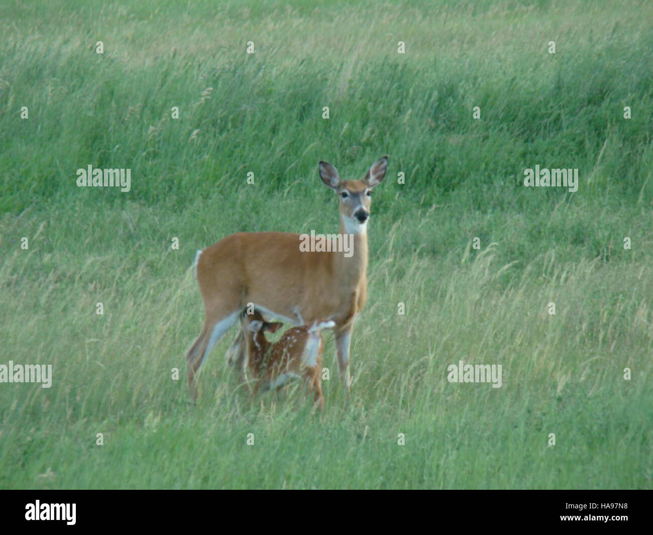 usfwsmtnprairie 8601173772 White-tailed Doe Nursing Her Fawn Stock Photo - Alamy