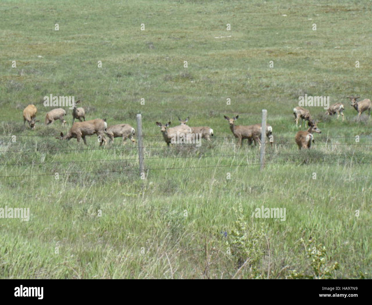 This photograph shows a group of mule deer in their natural habitat on ...