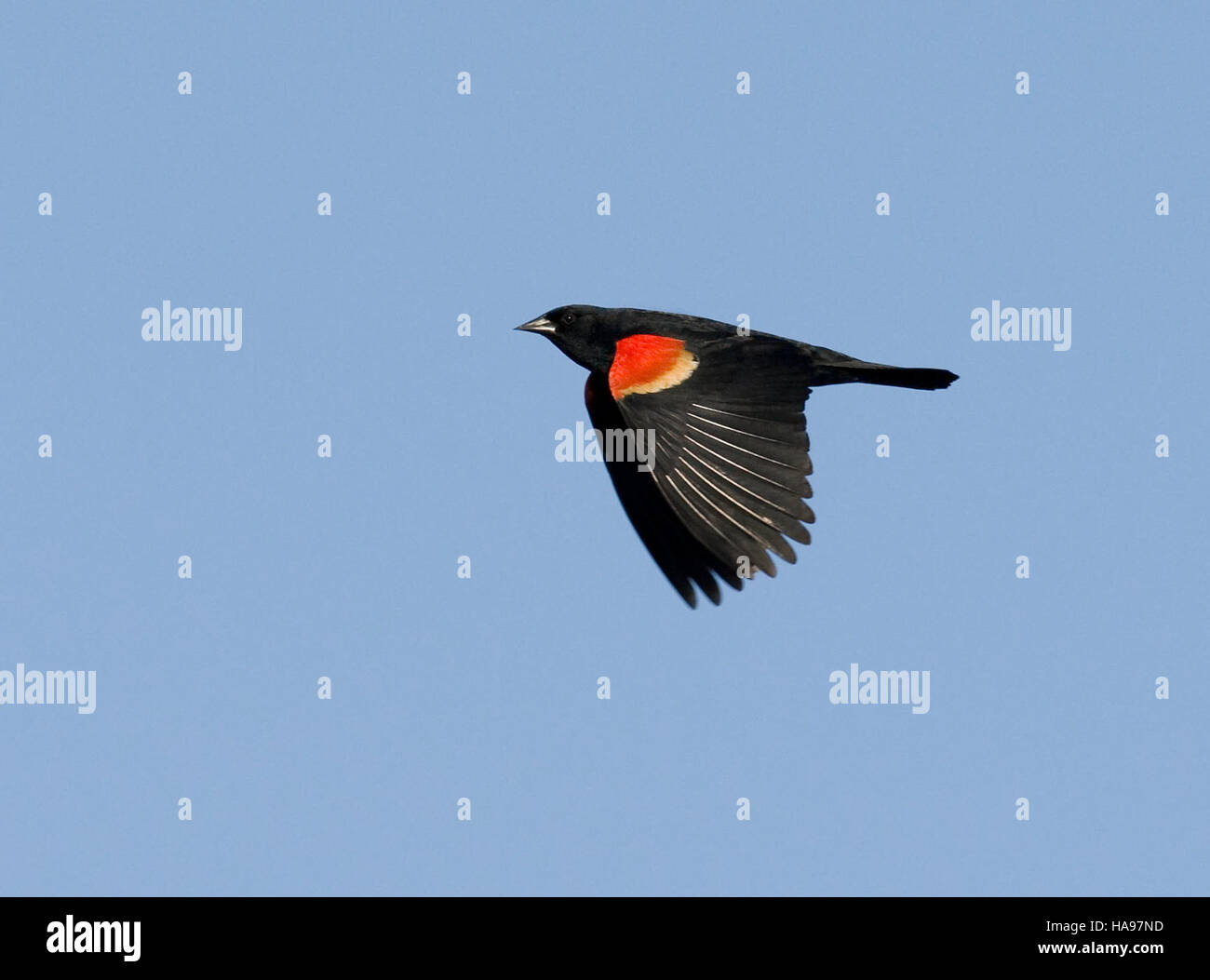 This photograph captures a Red-winged Blackbird in flight. The bird ...