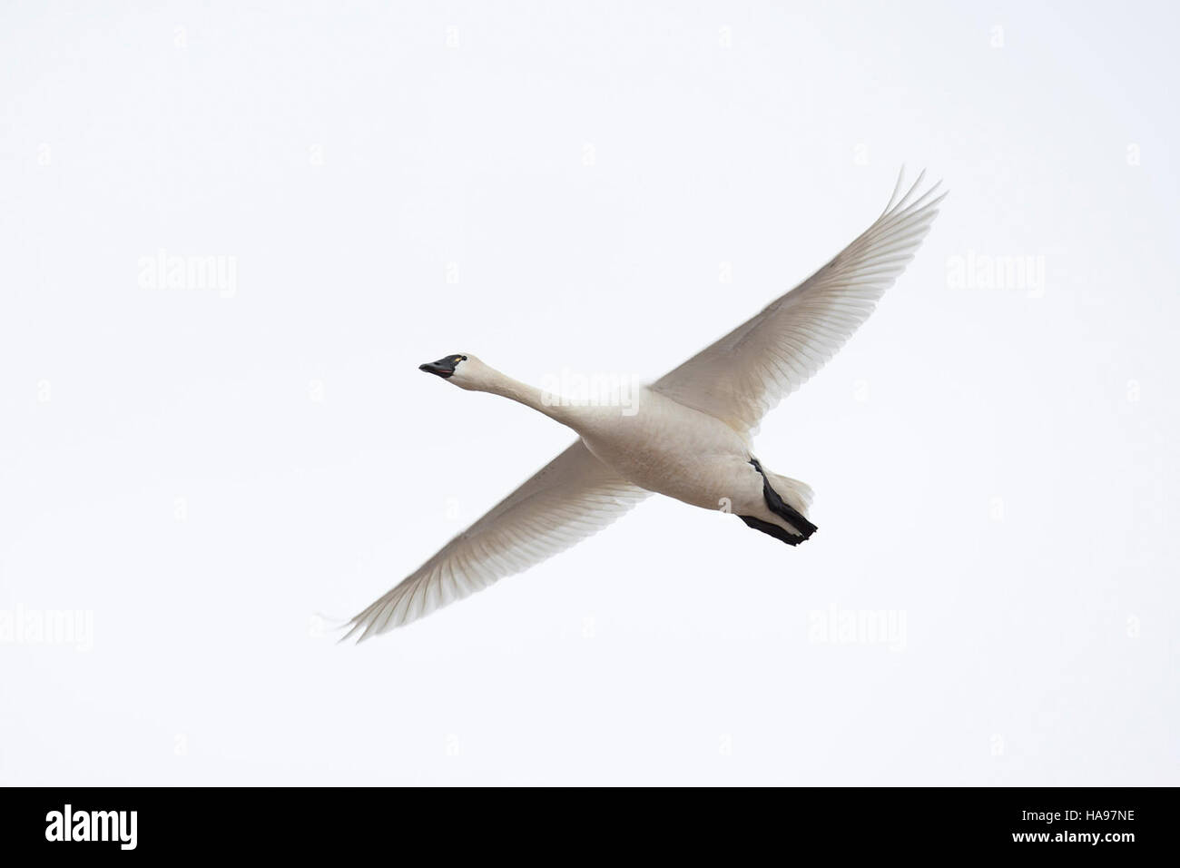 A photograph of a swan captured in the wild by the U.S. Fish and ...