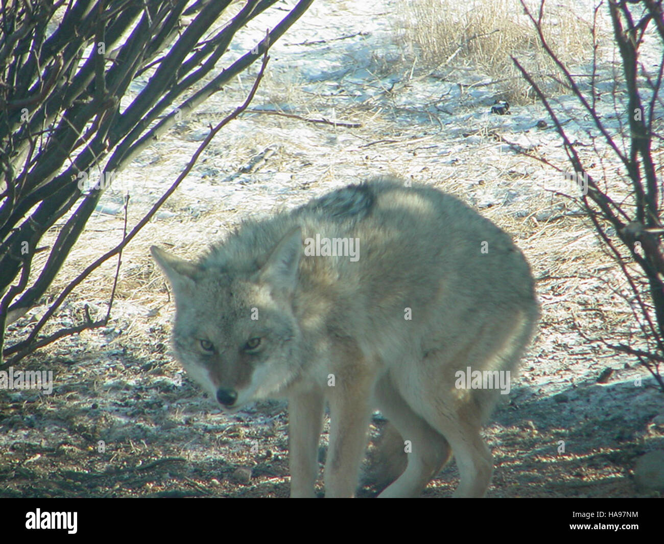 This image features a coyote in the bushes, showcasing the stealth and ...