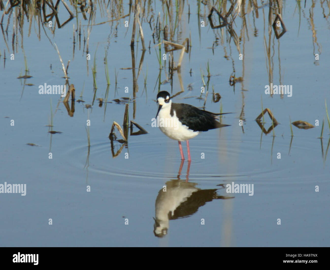 Black necked stilt captured hi-res stock photography and images - Alamy
