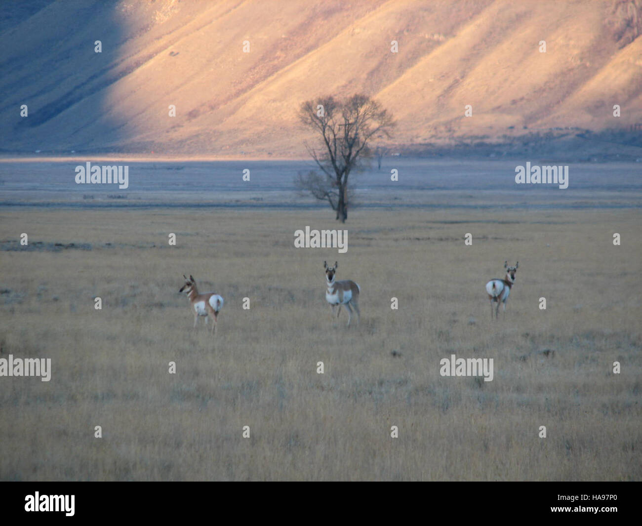 The photograph showcases fleet-footed animals from the Mountain Prairie ...