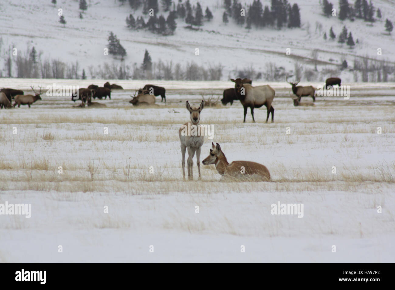 This image from the U.S. Fish and Wildlife Service (USFWS) highlights a ...
