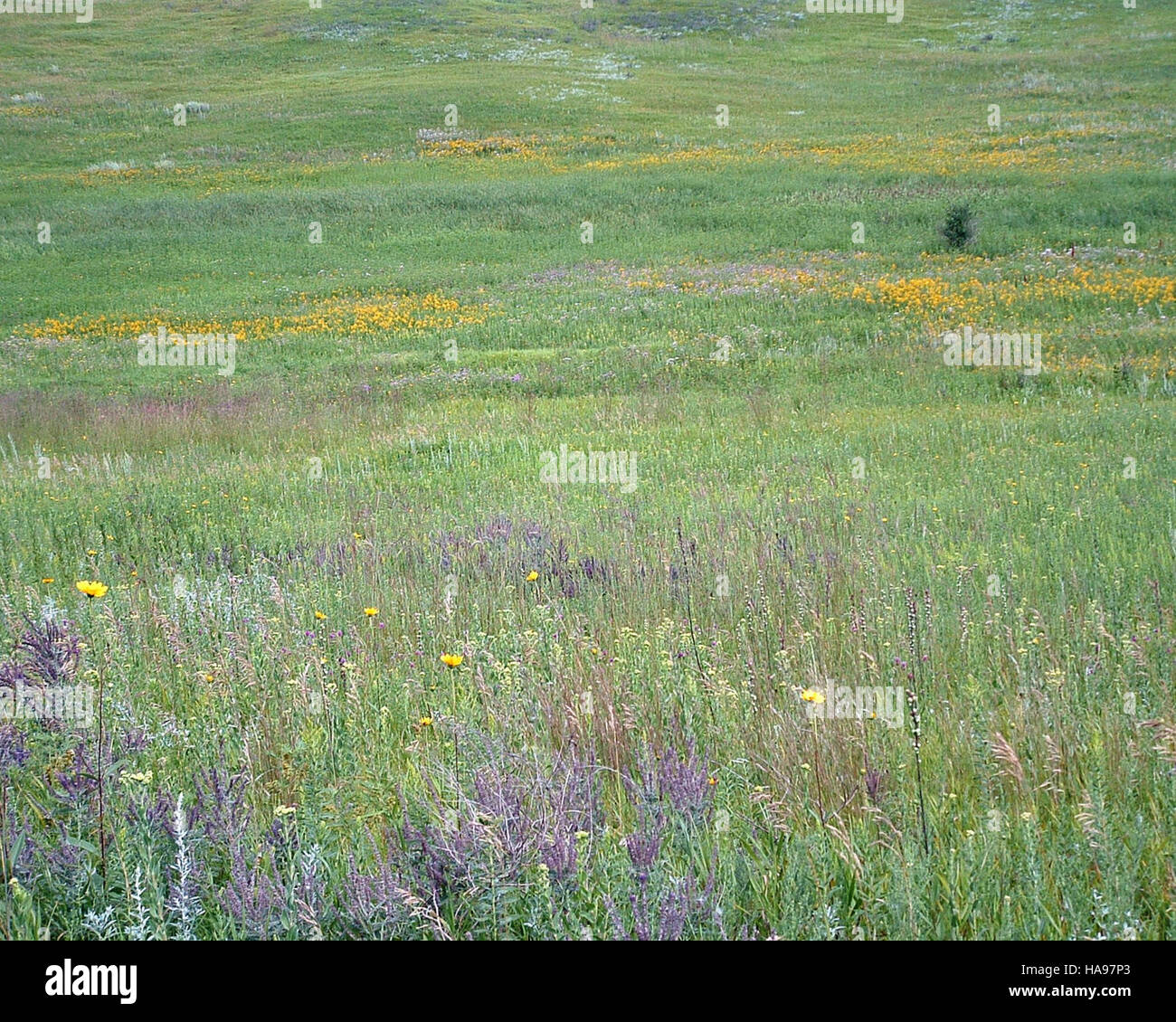 This image showcases the vibrant and diverse colors of native prairie ...