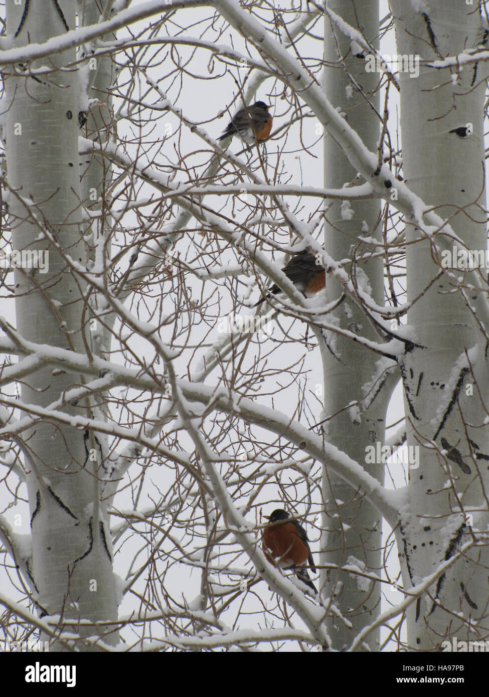 The image features robins in the spring month of April, capturing their ...