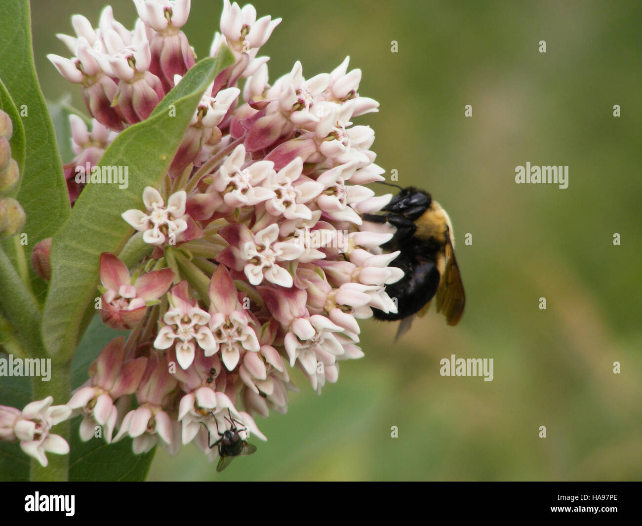 A detailed photograph of a busy bee captured by the U.S. Fish and ...