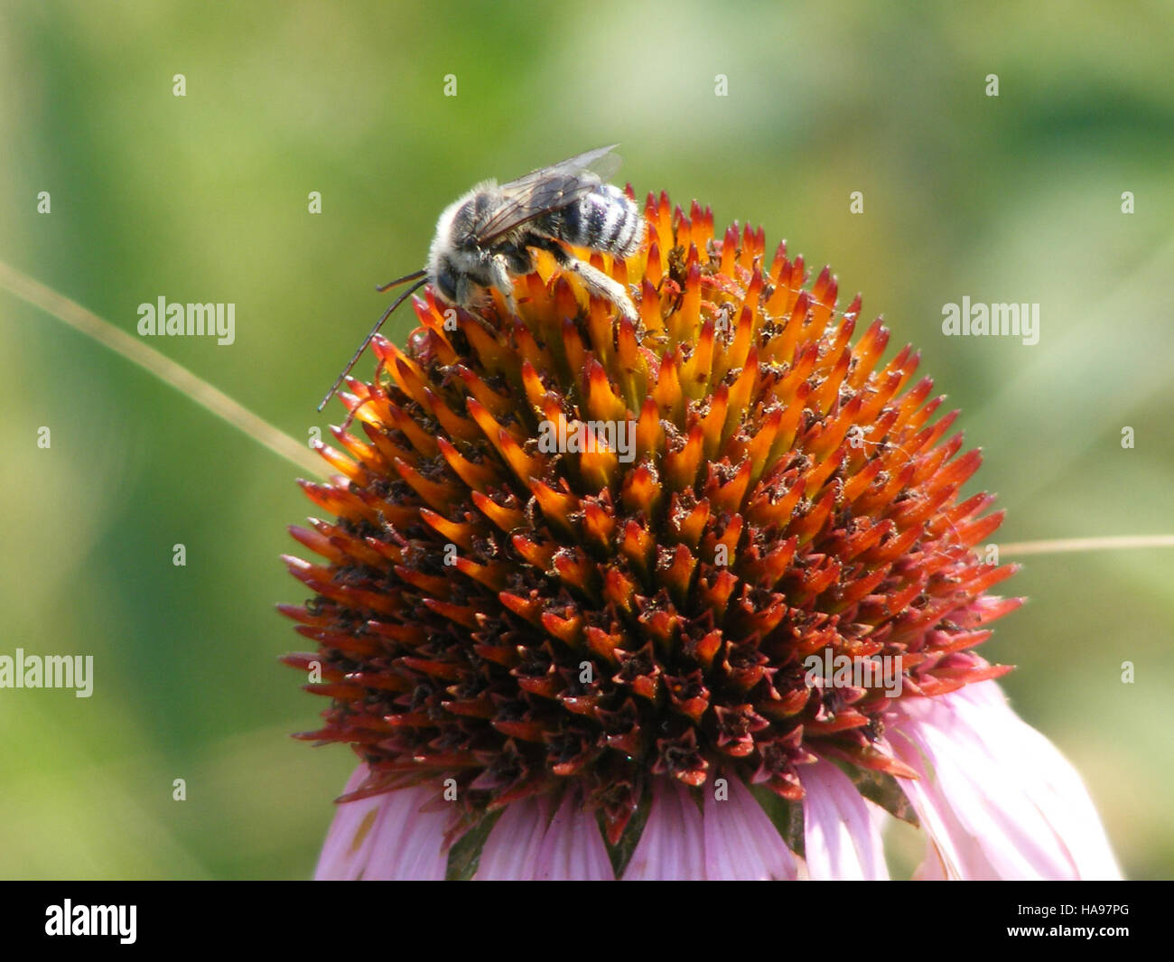 The image titled *A Grocery Store for Insects* explores a unique ...