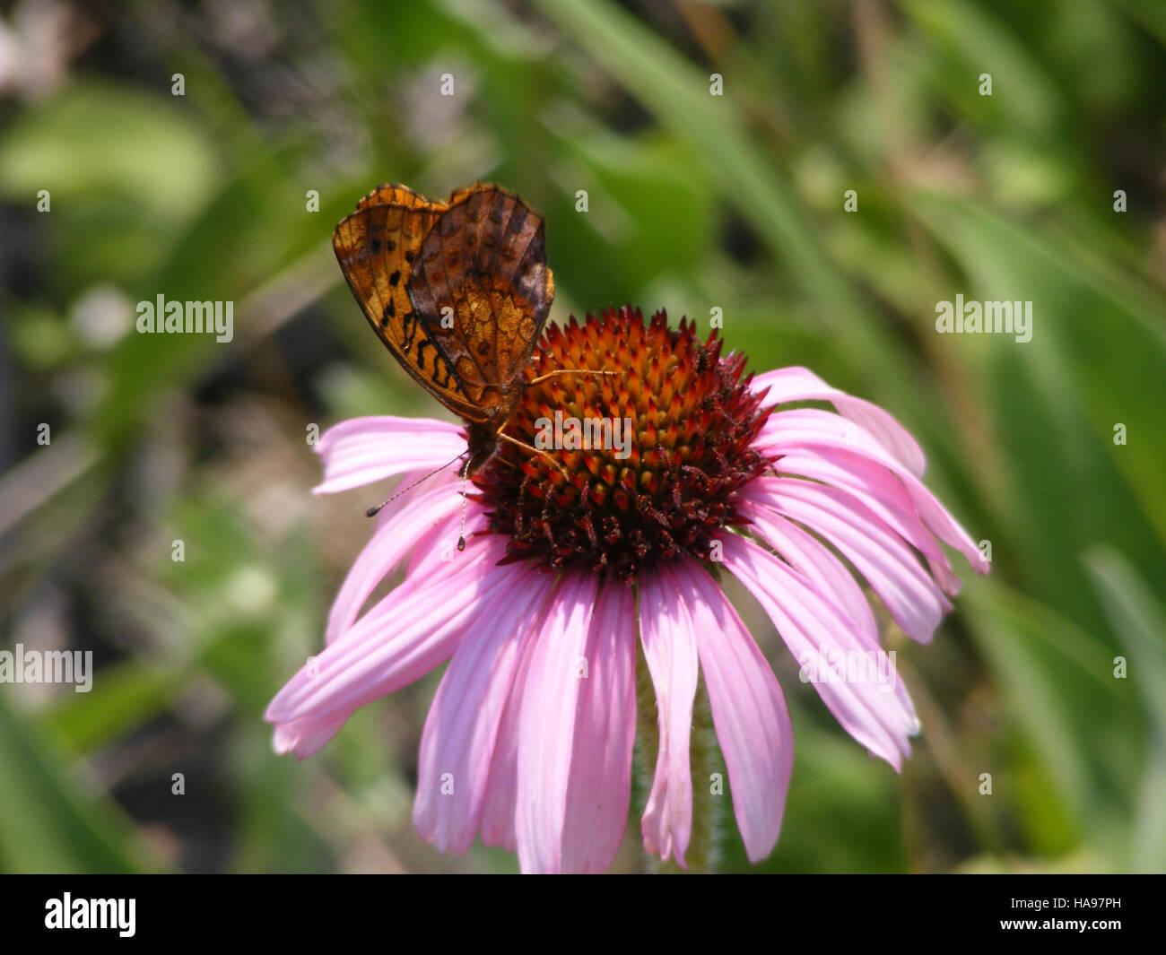 Magnet for pollinators hi-res stock photography and images - Alamy