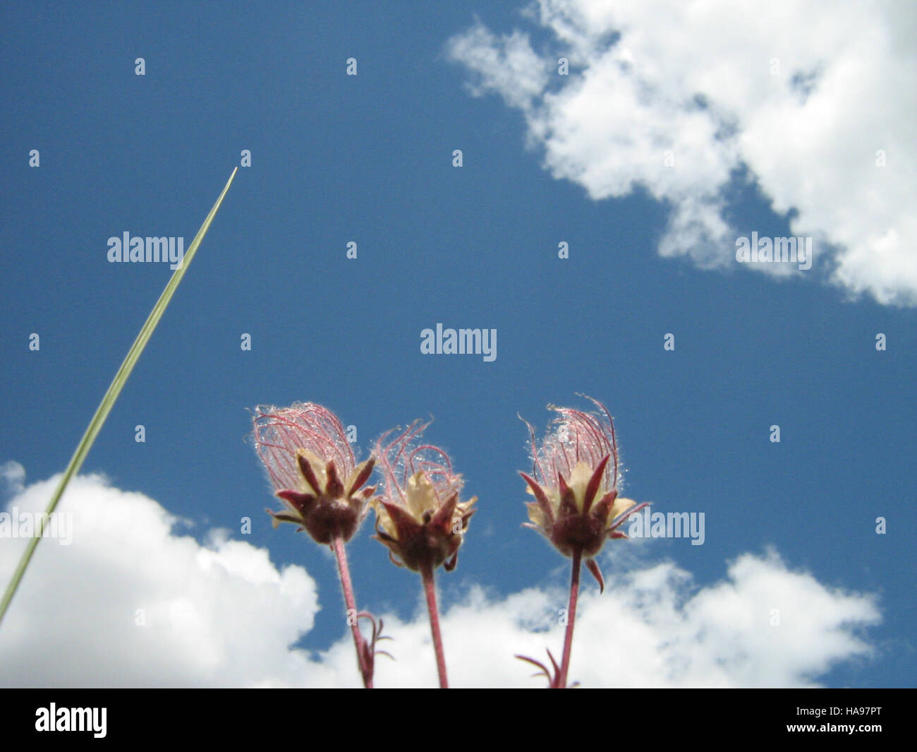 Prairie smoke native plant hi-res stock photography and images - Alamy