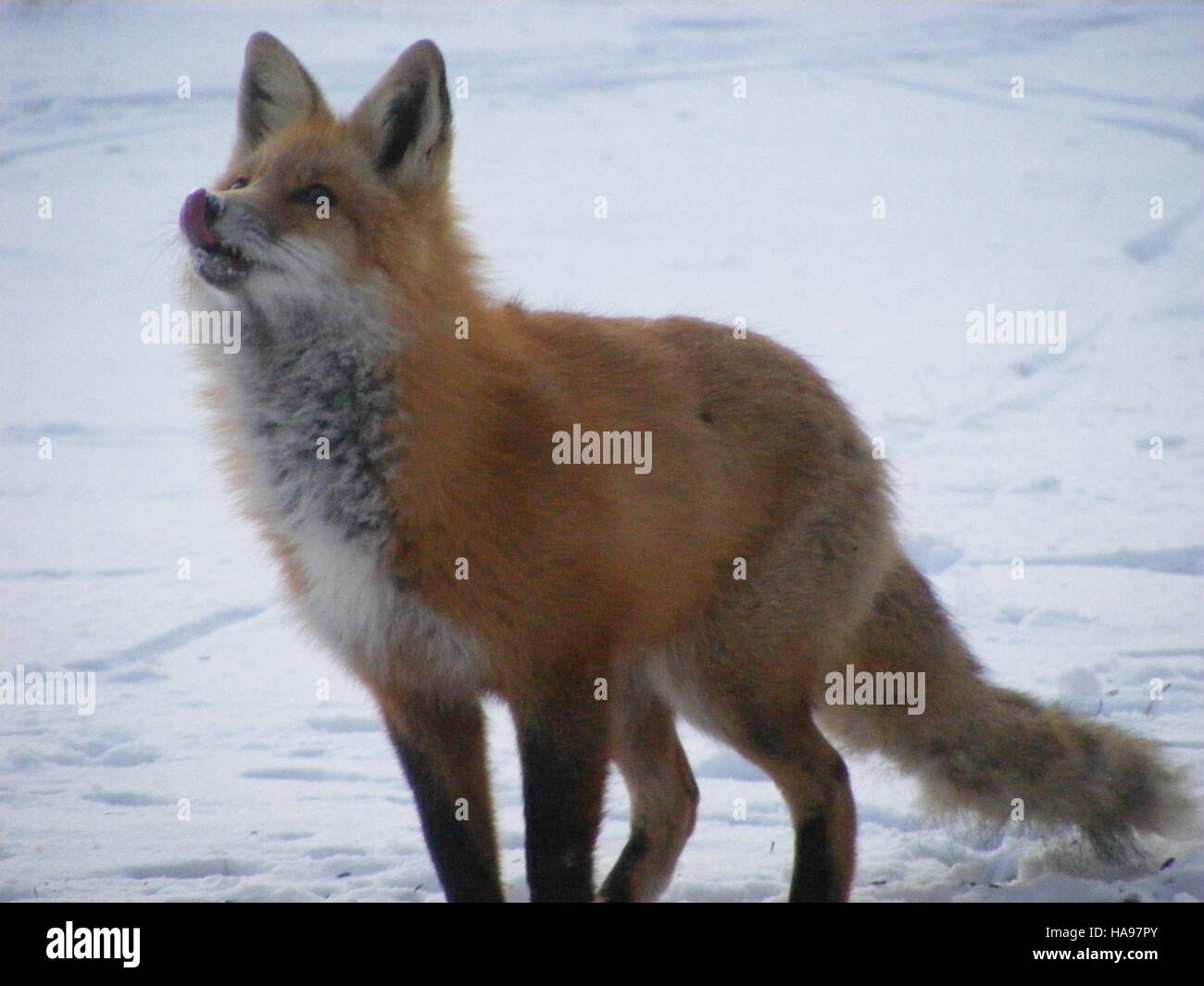 This photograph showcases a wildlife scene captured by the U.S. Fish ...