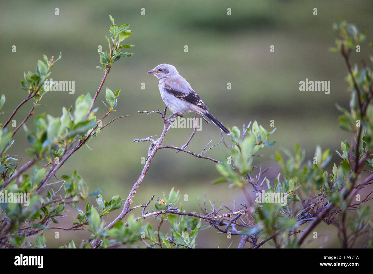 The Northern Shrike (Lanius excubitor), a predatory songbird, is shown ...