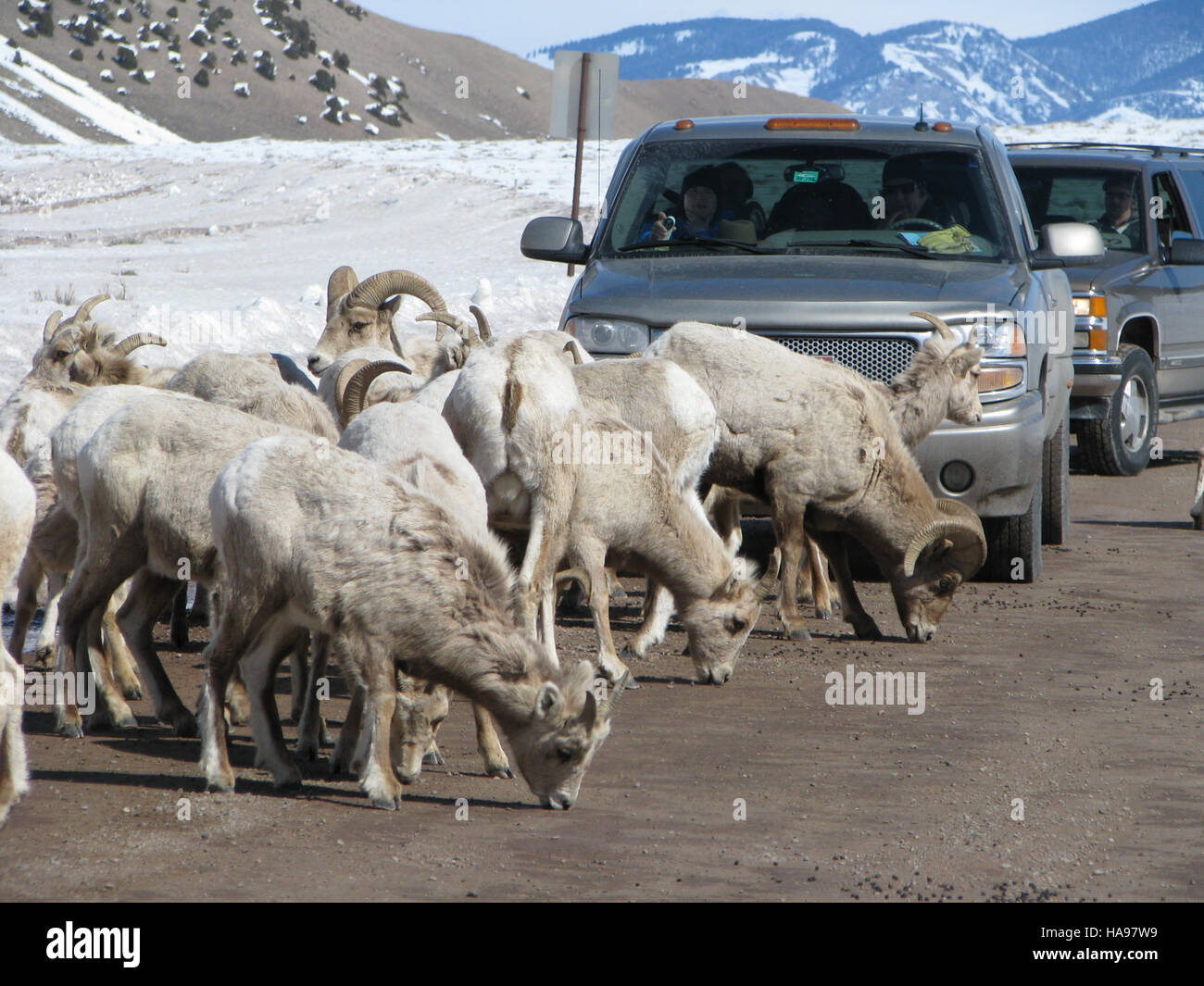 This image captures a traffic jam in Wyoming, showing vehicles in ...