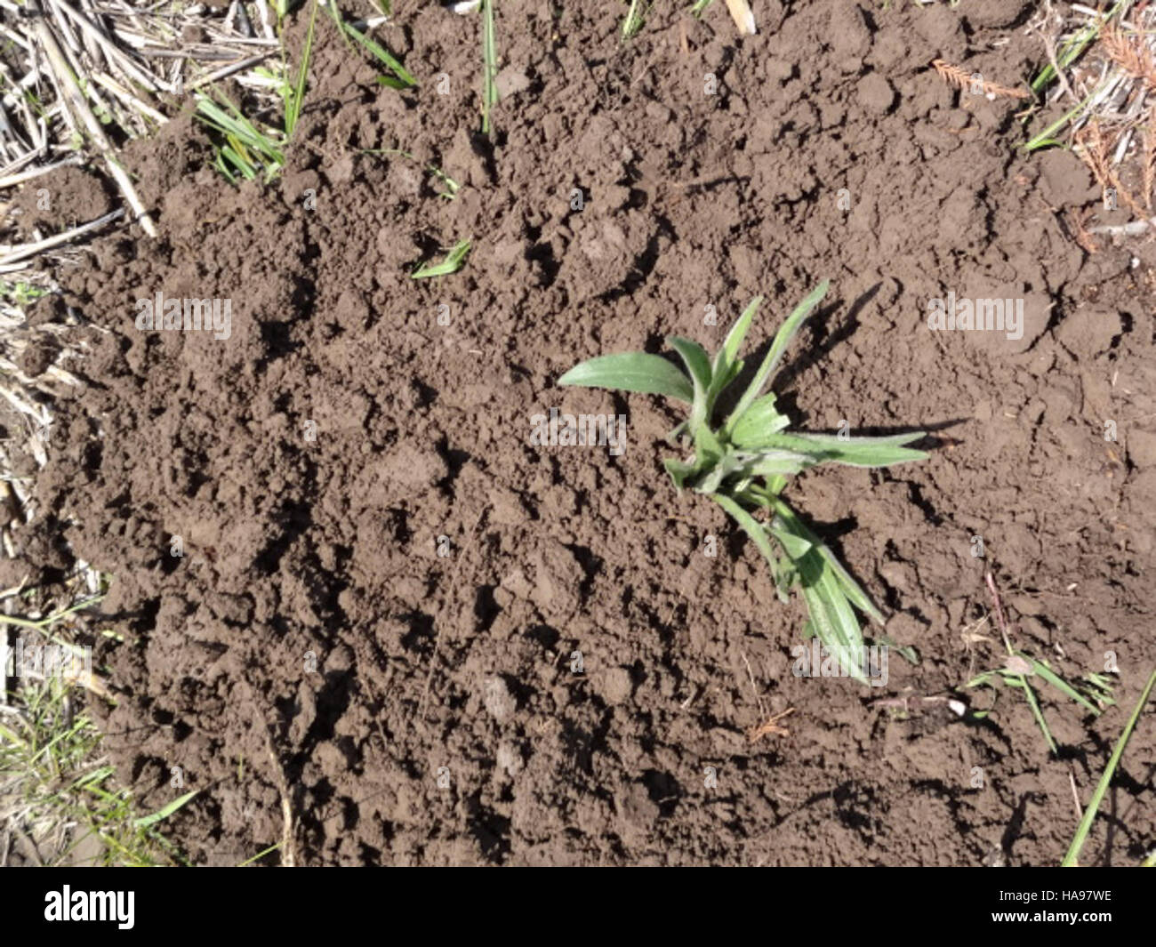 A photograph showing newly planted butterfly milkweed in a prairie ...