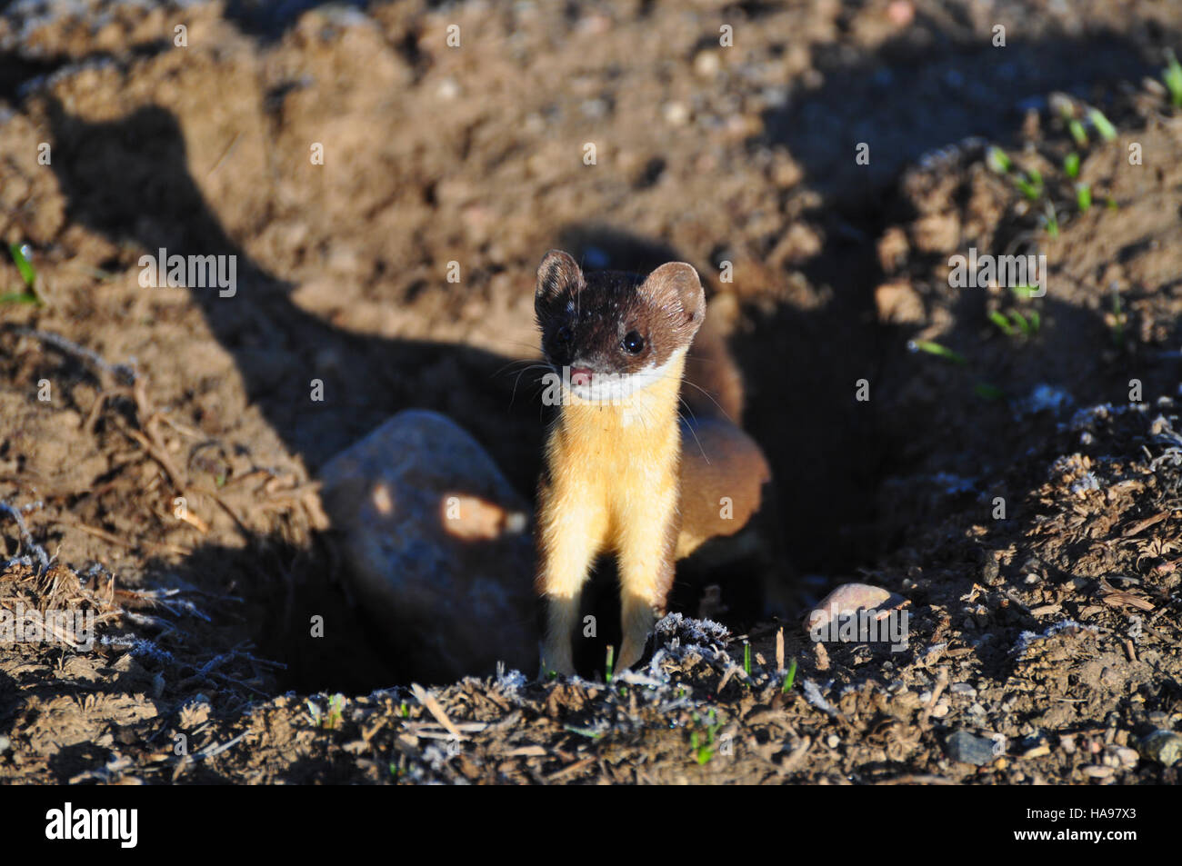 Weasel illustration hi-res stock photography and images - Alamy