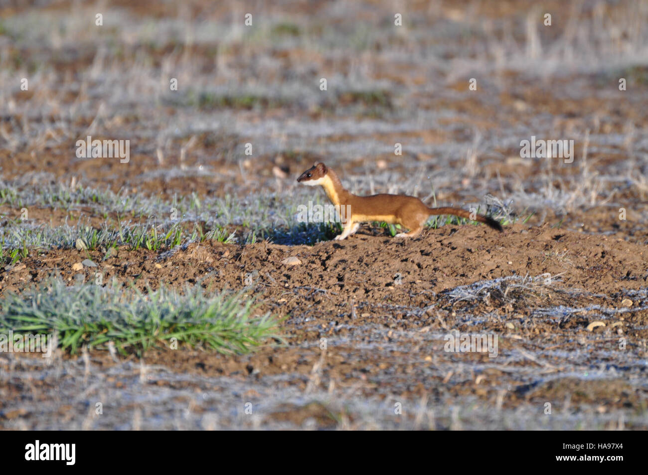 Long tailed weasel hi-res stock photography and images - Alamy