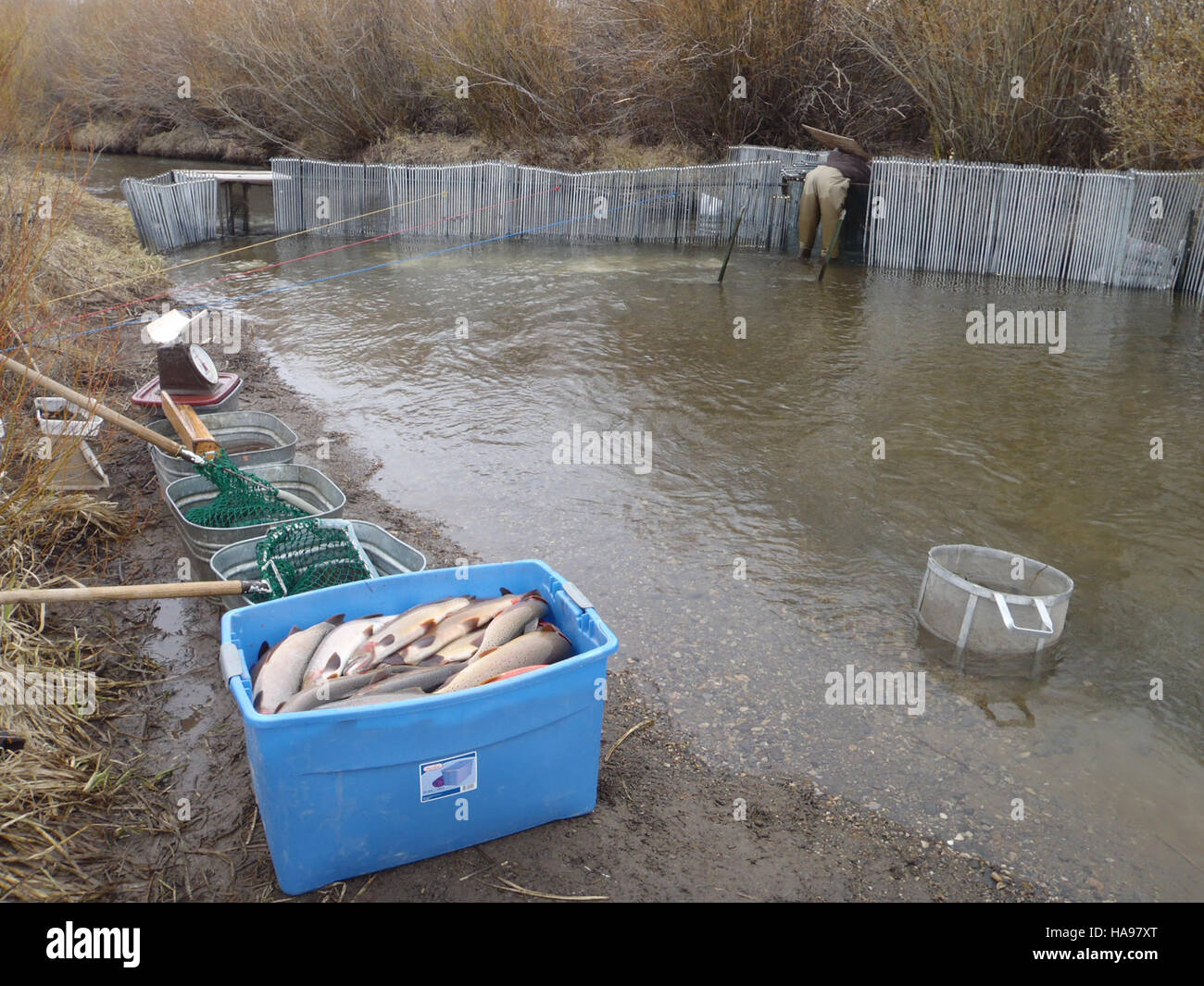 Weir fish trap hi-res stock photography and images - Alamy