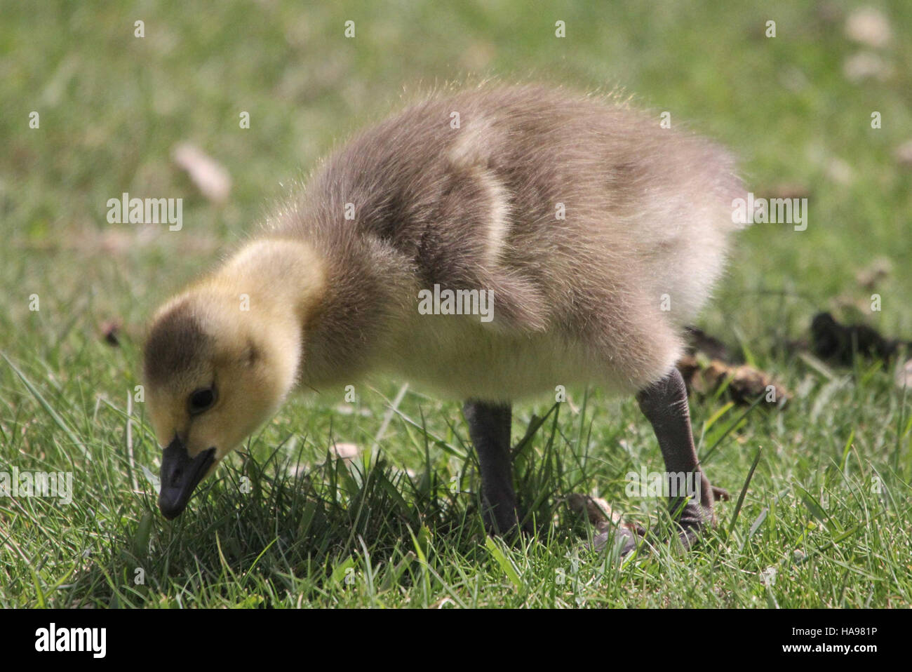 This photograph showcases a close-up of soft, downy hair, likely from a ...