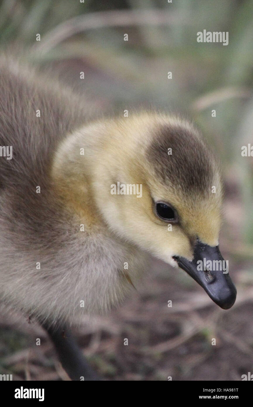 A heartwarming portrait of a baby, captured with soft lighting and ...
