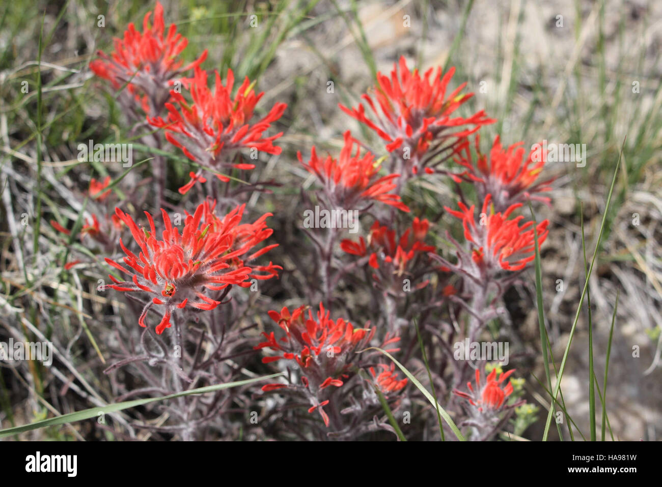 Wyoming's state flower, the Indian Paintbrush, is showcased in a ...