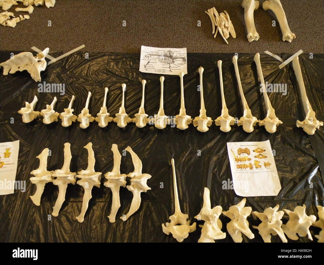 The reassembly of a bison skeleton, a detailed scientific process aimed ...