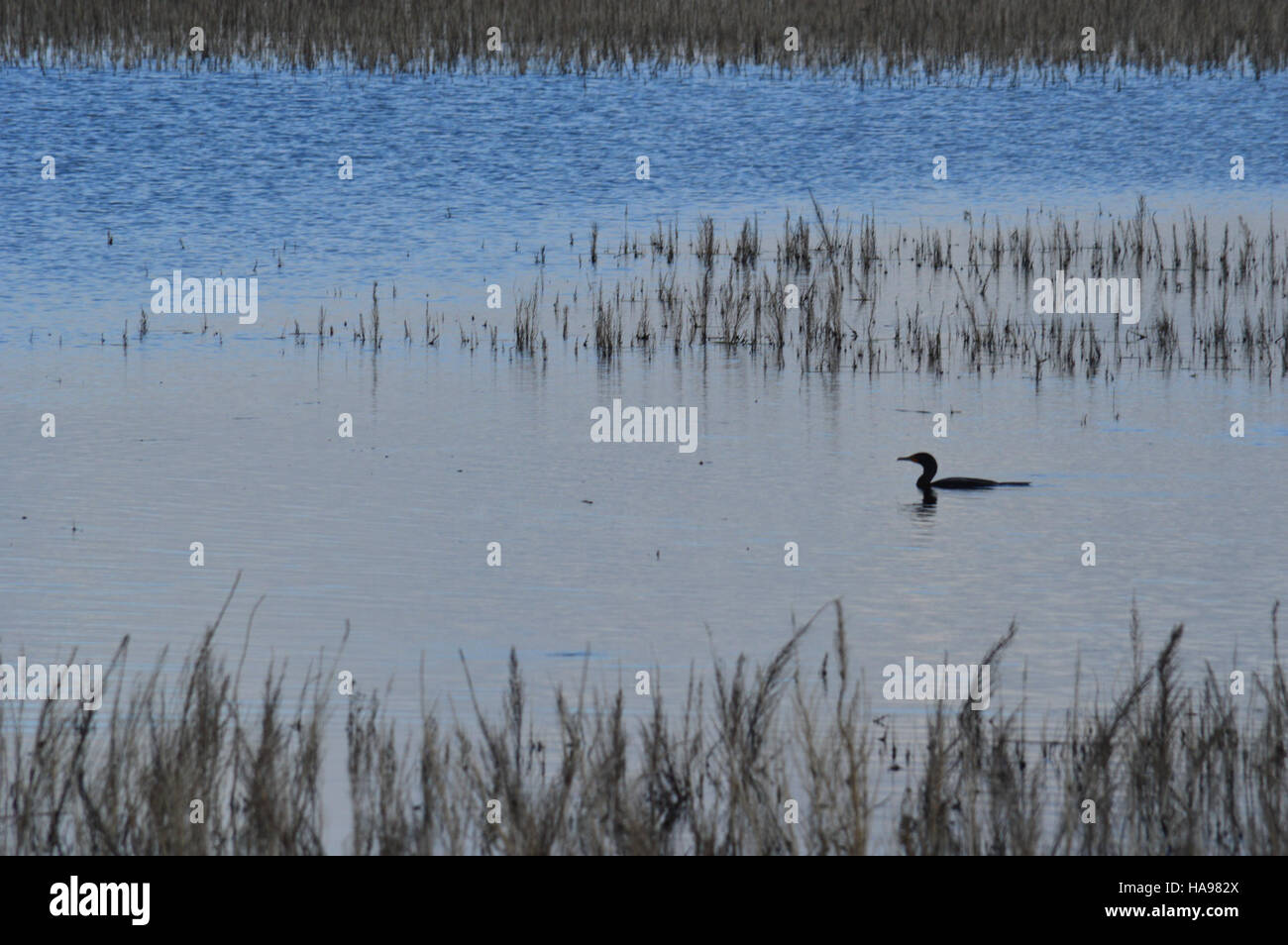 A photograph capturing waterfowl in a natural habitat, taken by the U.S ...