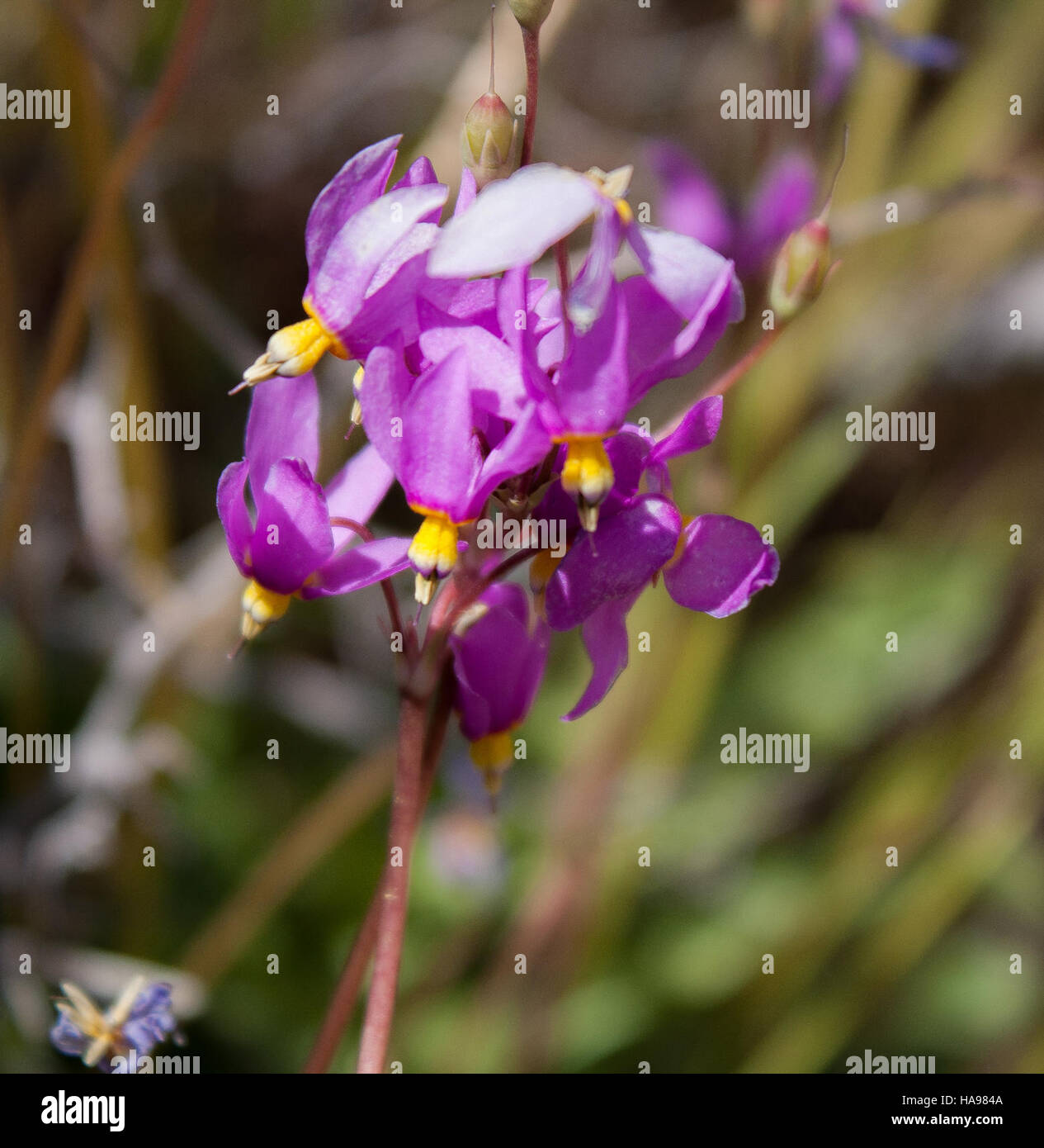 *Shooting Star* by Chelise Simmons is a captivating photograph ...