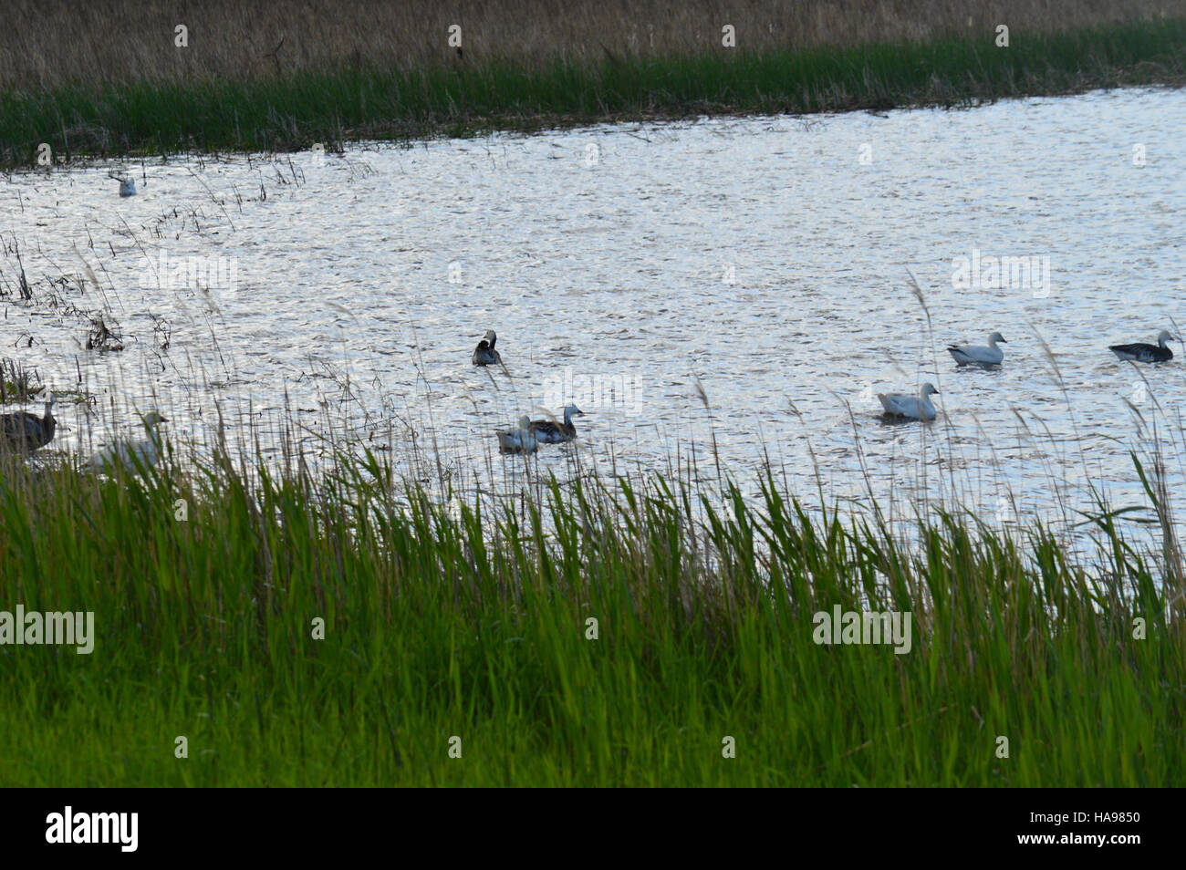 A flock of Snow Geese seen in Sand Lake National Park, a key migration ...