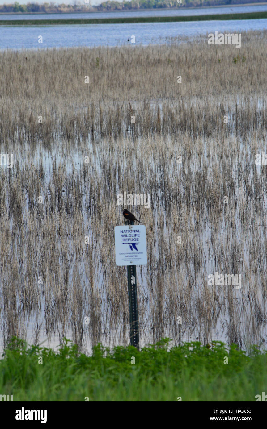 This image captures a Red-winged Blackbird perched on a sign at a ...