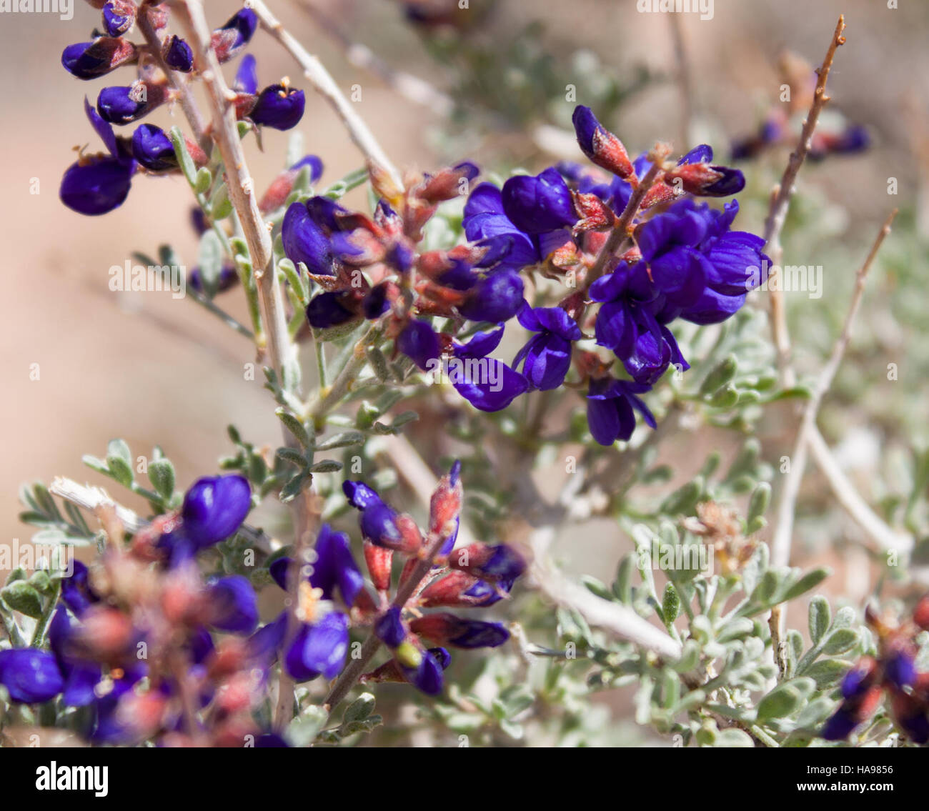 The Mojave Indigo Bush, photographed in a national park, is a desert ...