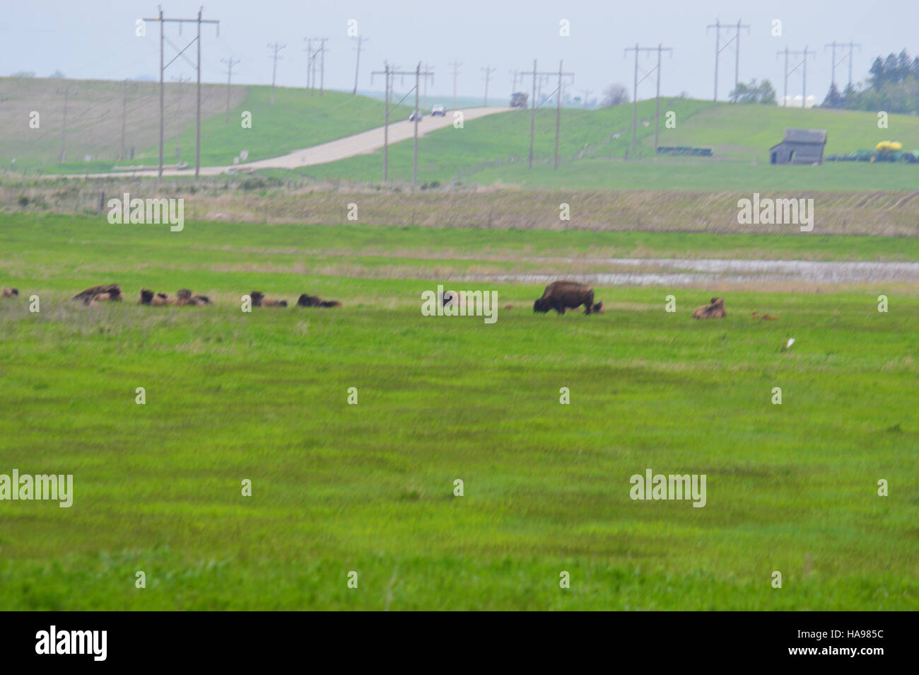 Bison roam freely in National Parks, such as Bison National Park, where ...