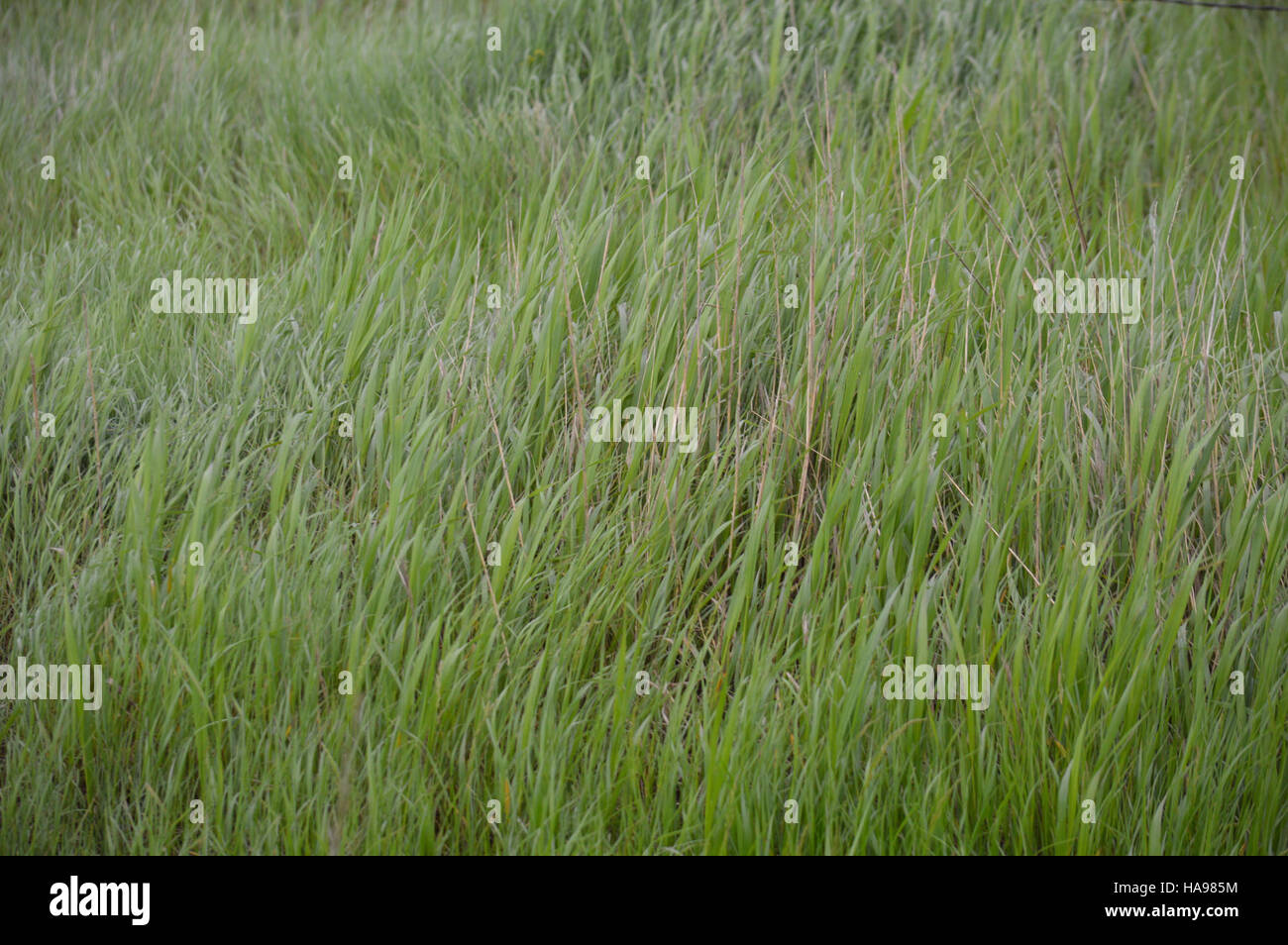 usfwsmtnprairie 9158437637 Close-up of Prairie Stock Photo - Alamy