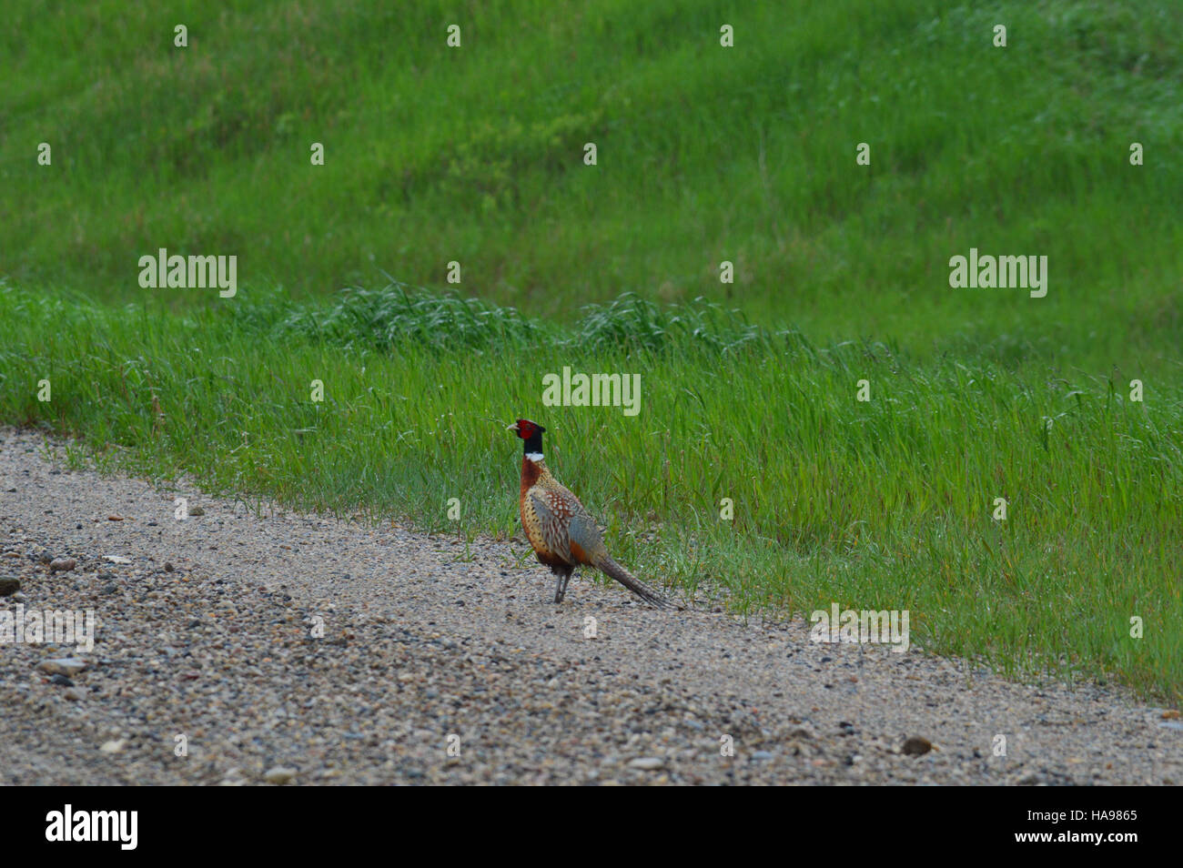 This image shows a Ring-necked pheasant in its natural habitat within a ...