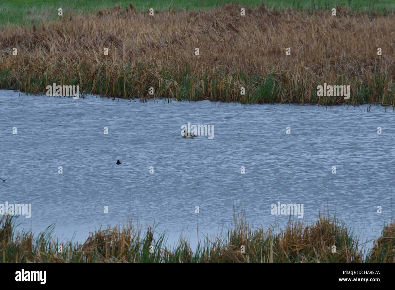 Waterfowl in National Park settings are crucial for maintaining ...