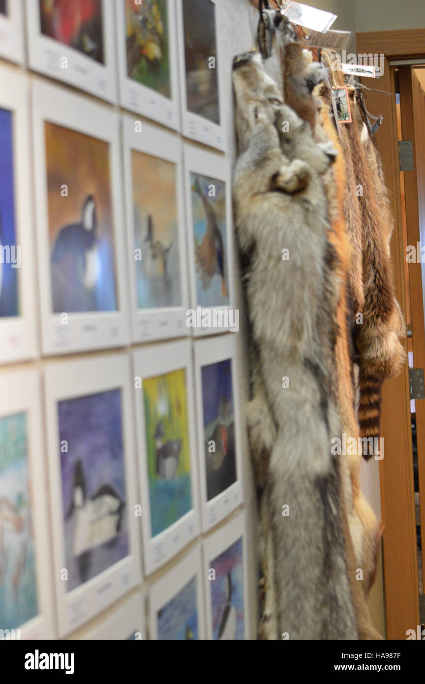 This image showcases duck drawings and furs from the Mountain Prairie ...