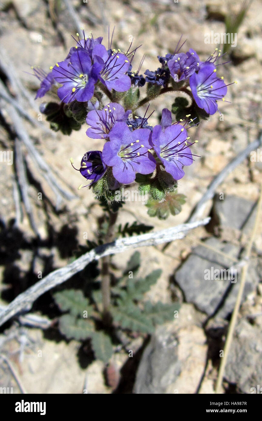 Notch leaf hi-res stock photography and images - Alamy