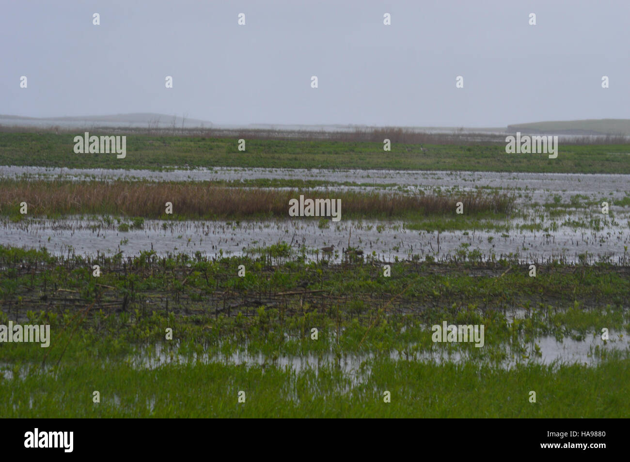 A wetland area within the National Park, preserved for its ecological ...