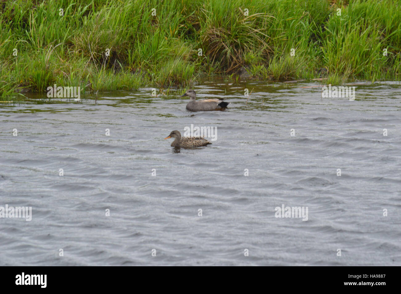 Waterfowl species in the national parks of the Mountain Prairie Region ...