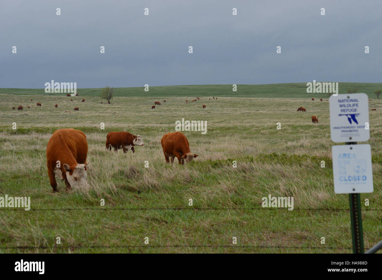 Cattle grazing on the prairie in a national park, showcasing the role ...
