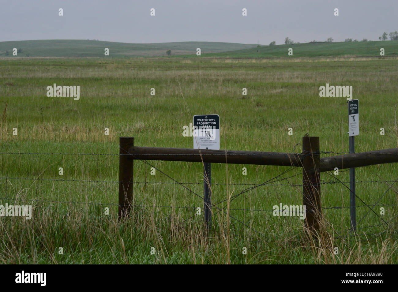 Waterfowl production hi-res stock photography and images - Alamy