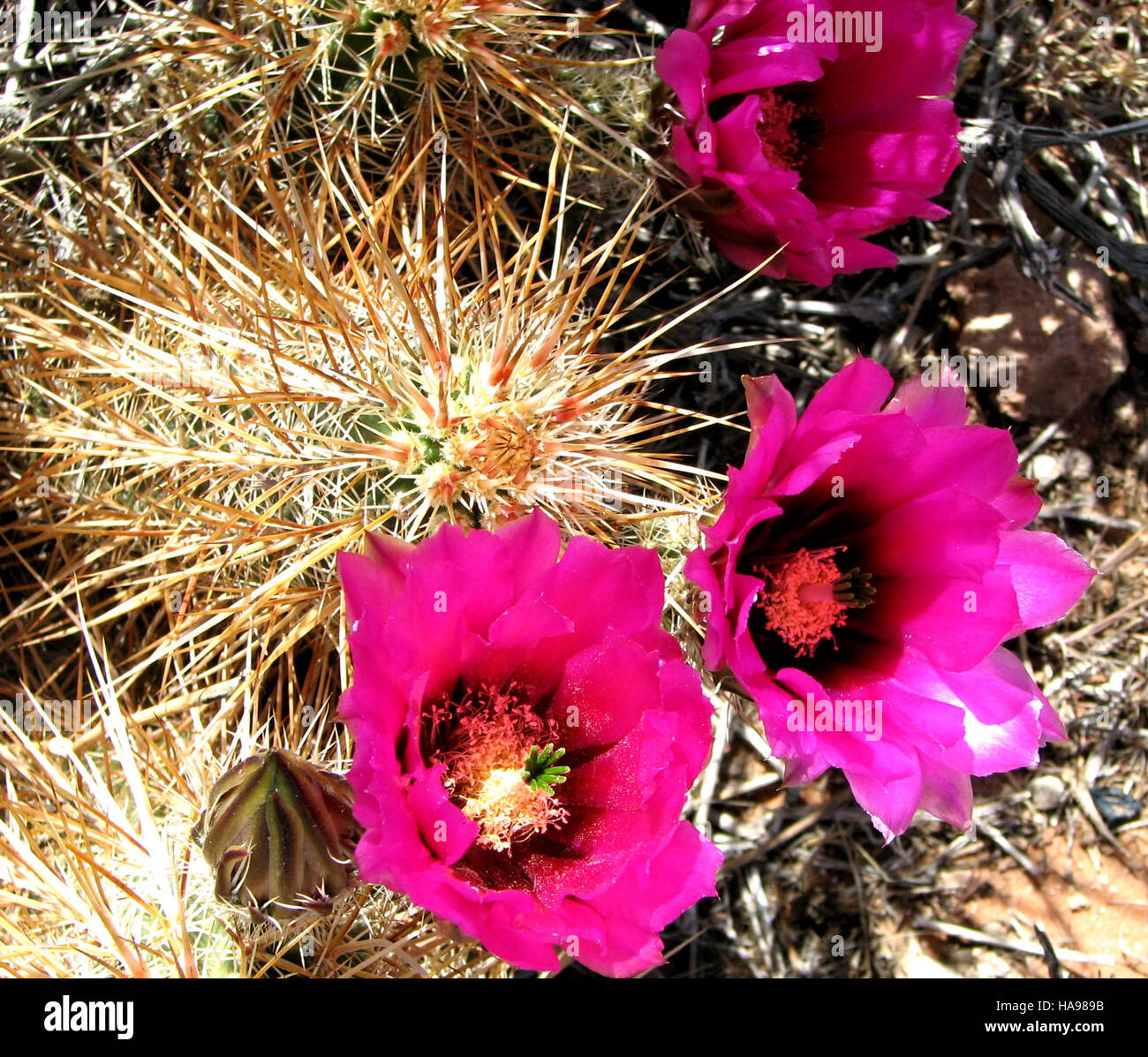 Desert pollinators hi-res stock photography and images - Alamy
