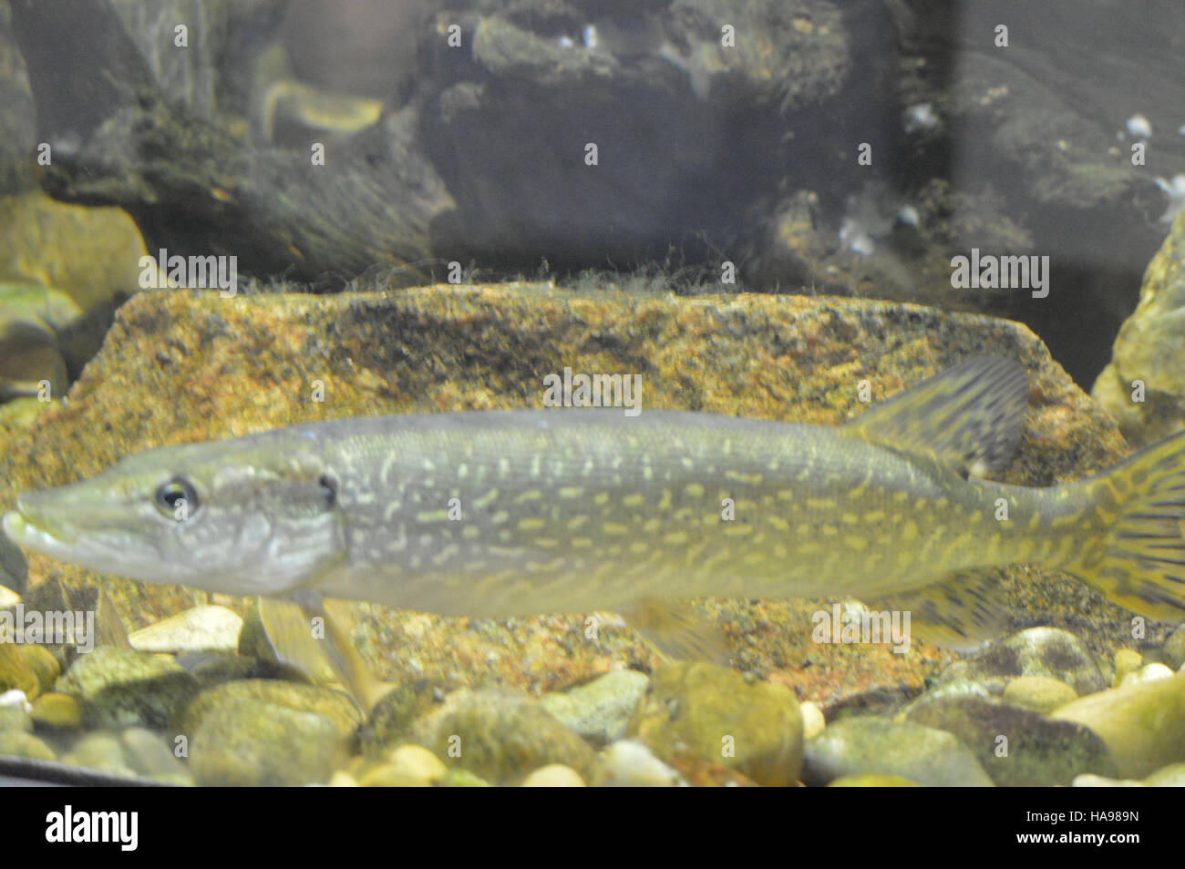 Aquarium pike hi-res stock photography and images - Alamy