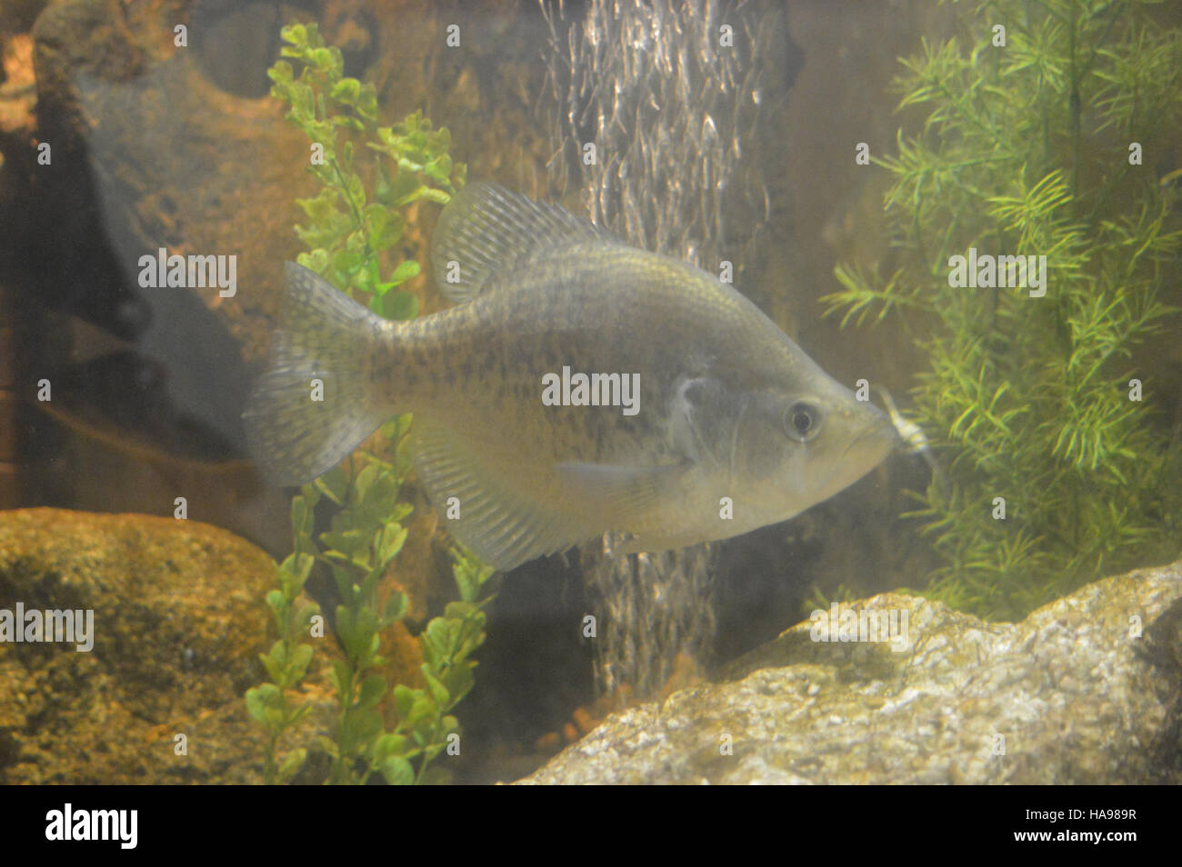 At Garrison Dam National Fish Hatchery, a perch swims in an aquarium ...