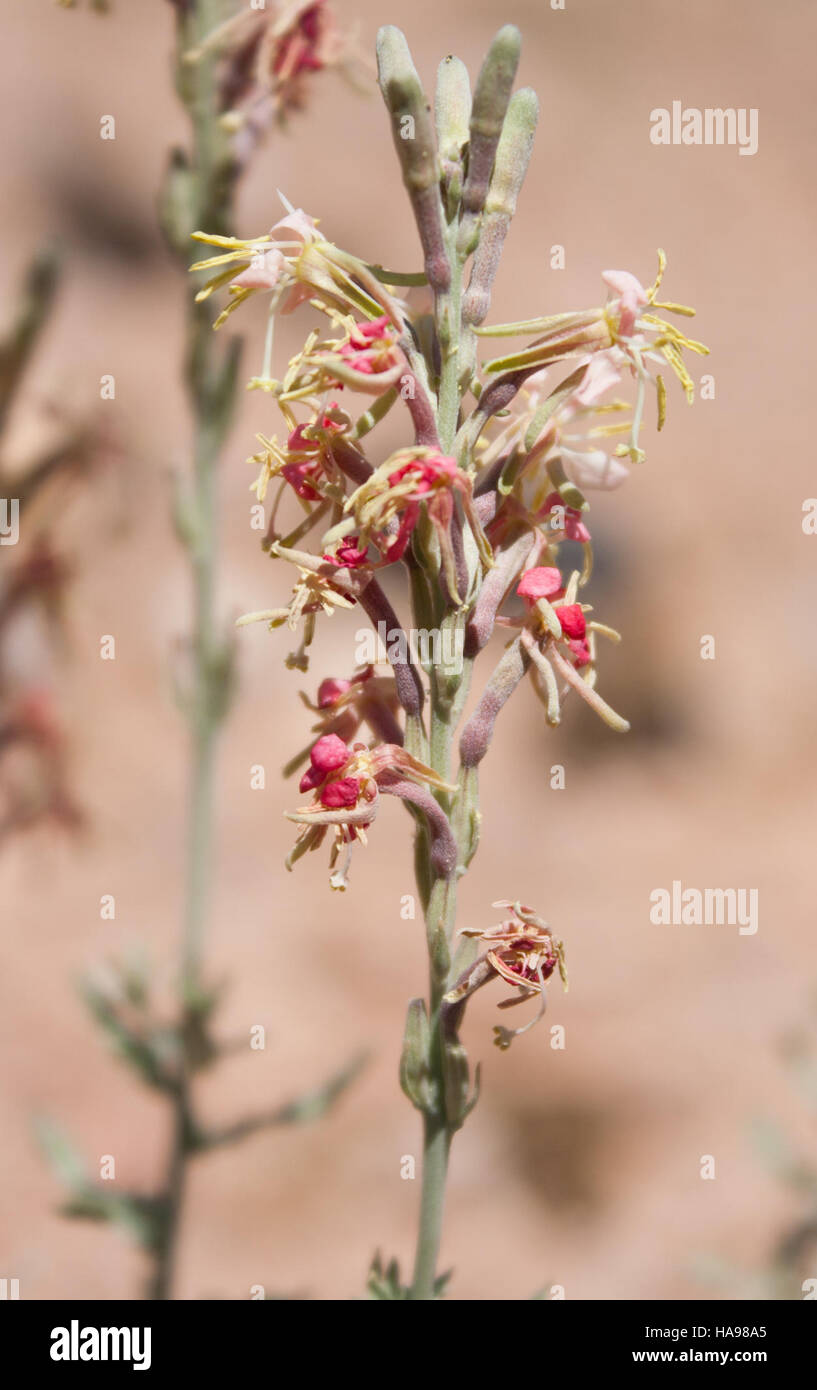 Chelise hi-res stock photography and images - Alamy