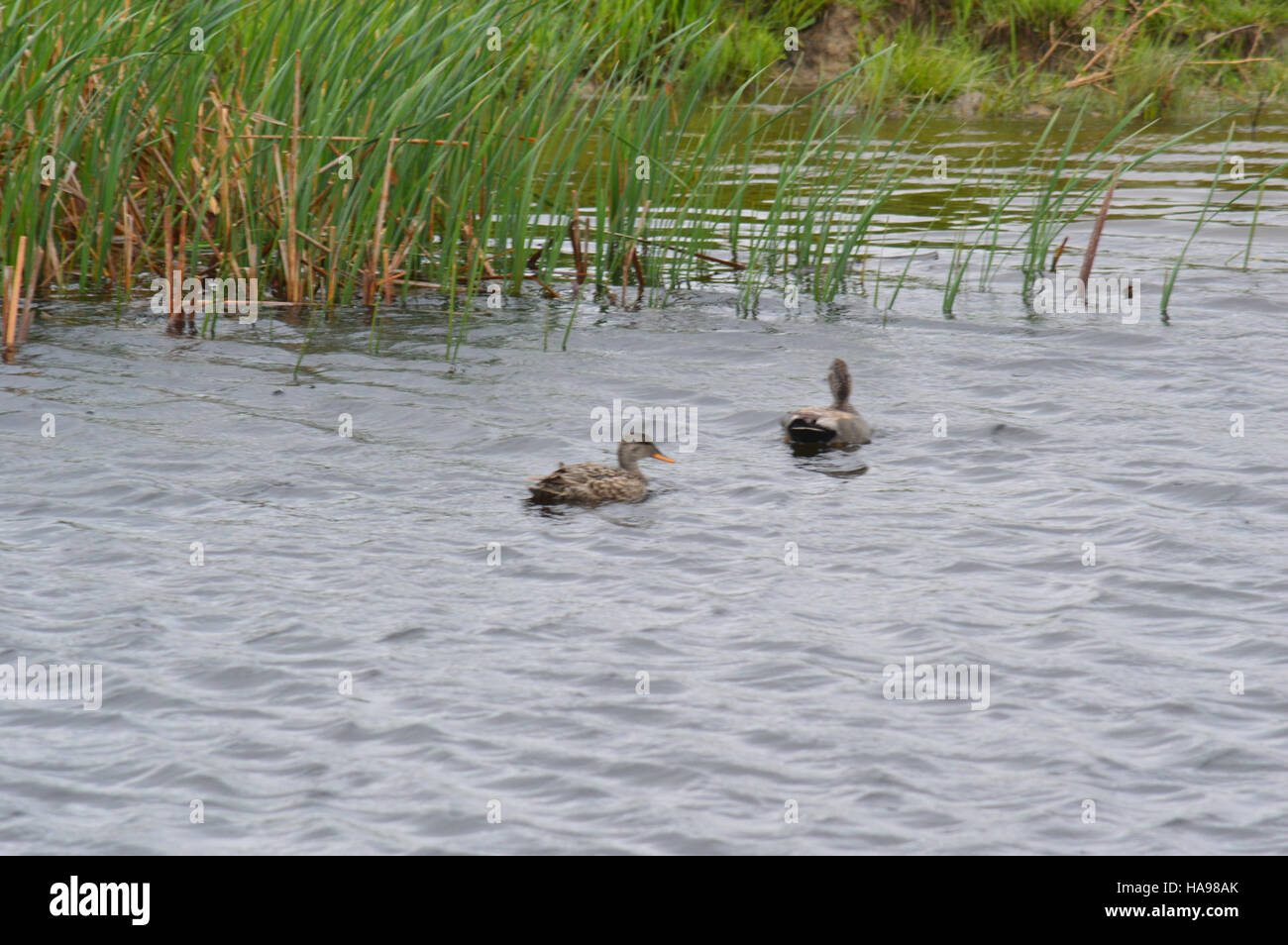 A waterfowl species observed in a U.S. National Park, highlighting the ...