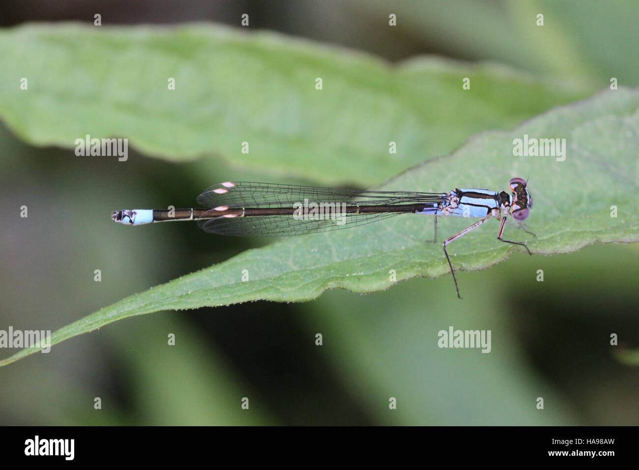 usfwsmtnprairie 9169205850 Pacific Forktail Stock Photo - Alamy