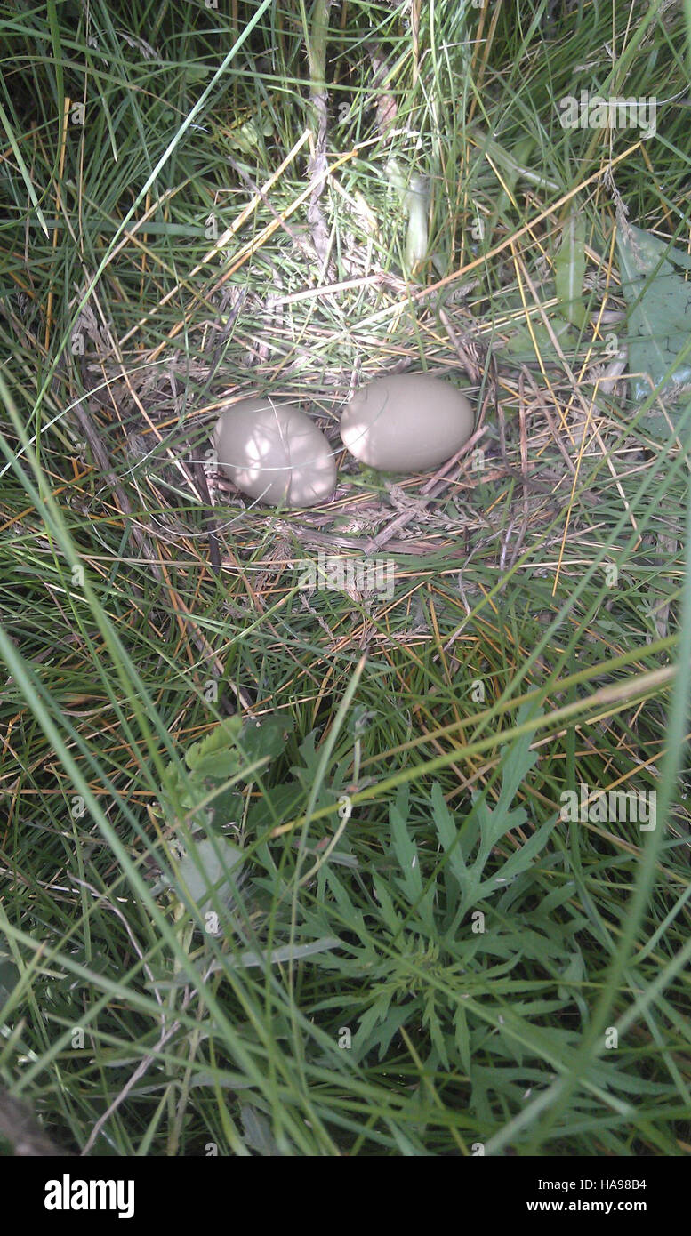 The American Bittern, a secretive wading bird, nests in wetland areas ...